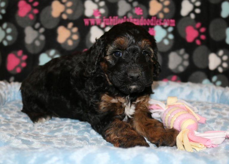 Our Rare Tricolor Luca & Riggs Daughter - Jubilee Labradoodles