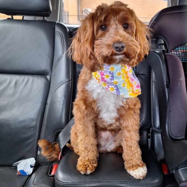 Female Australian Labradoodles for Sale in MI by Jubilee Labradoodles