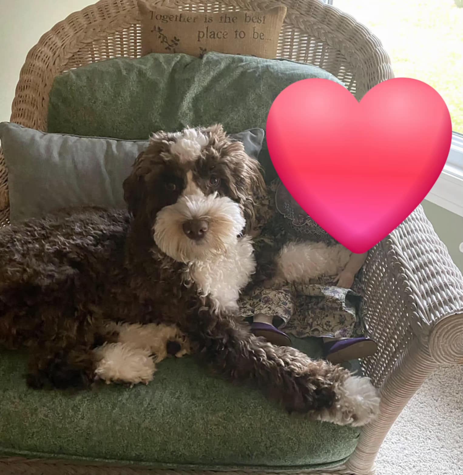 Jubilee Brody Click On Pics To See More Jubilee Labradoodles